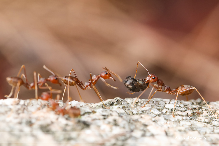 Weaver Ant - Singapore Geographic