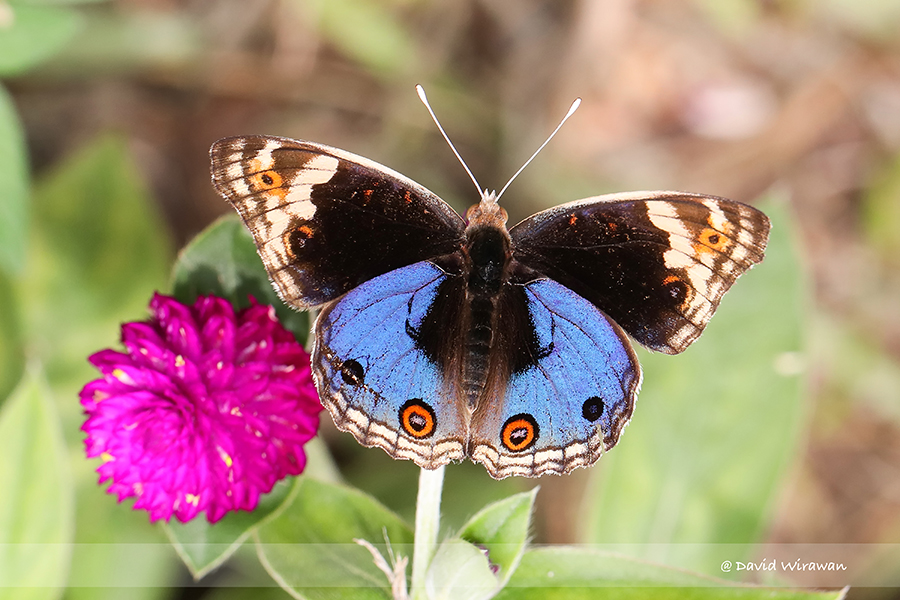 Blue Pansy Butterfly - Singapore Geographic - Singapore Biodiversity