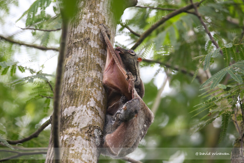 Malayan Colugo - Singapore Geographic