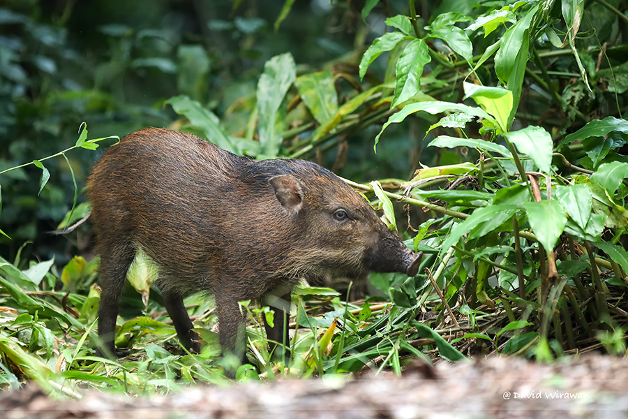 Wild Boar - Singapore Geographic Wild Animals