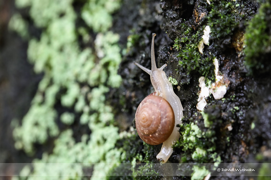 Land Snail, Quantula Striata - Singapore Geographic
