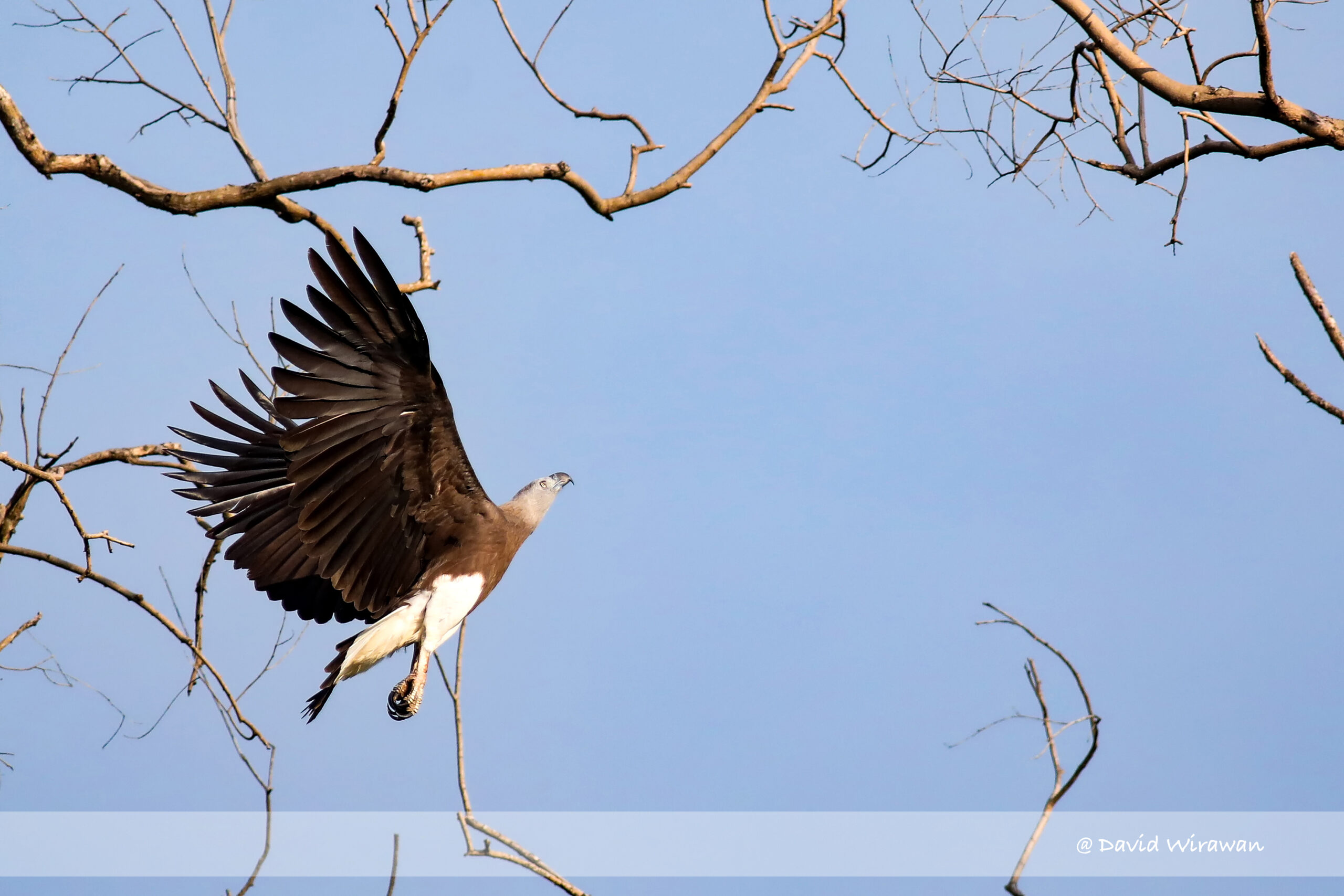 Grey-headed Fish Eagle - Singapore Geographic