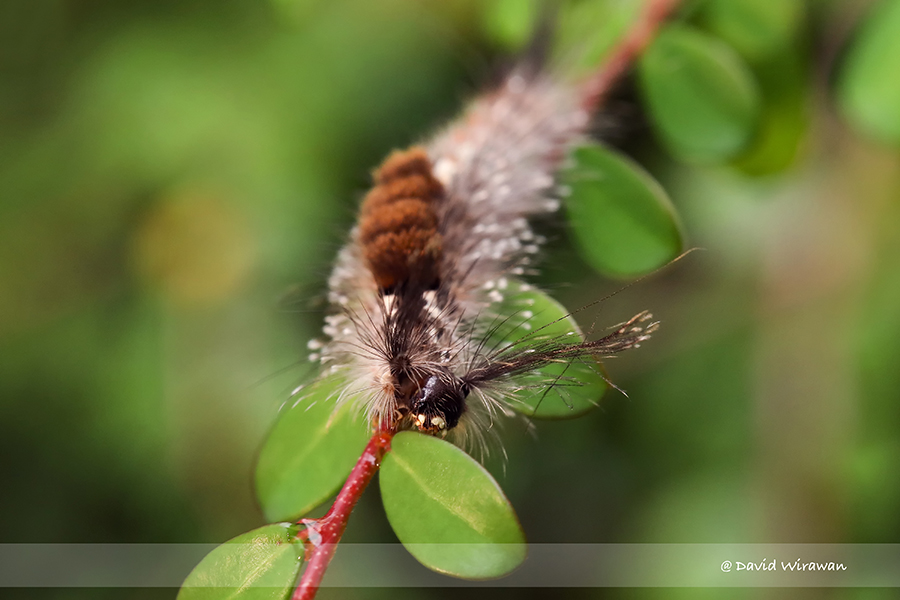Tussock Moth - Singapore Geographic