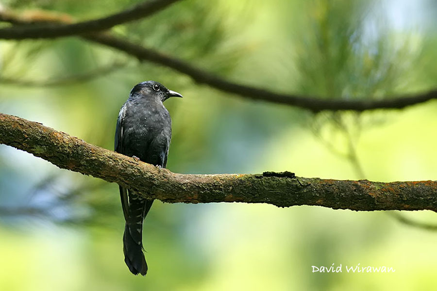 Drongo Cuckoo - Singapore Geographic