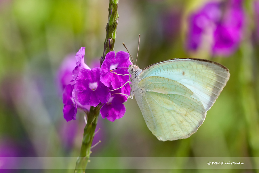 Lemon Emigrant - Singapore Geographic