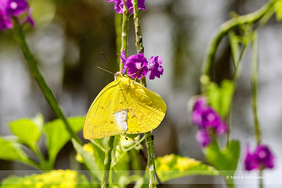 Orange Emigrant - Singapore Geographic