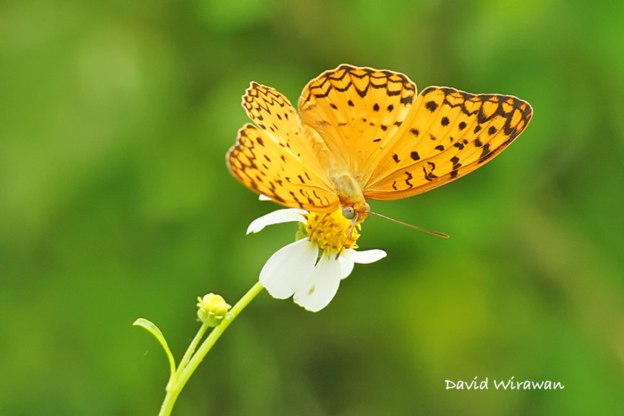 Leopard Butterfly - Singapore Geographic