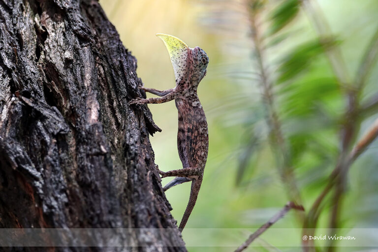 Flying Dragon - Draco - Singapore Geographic