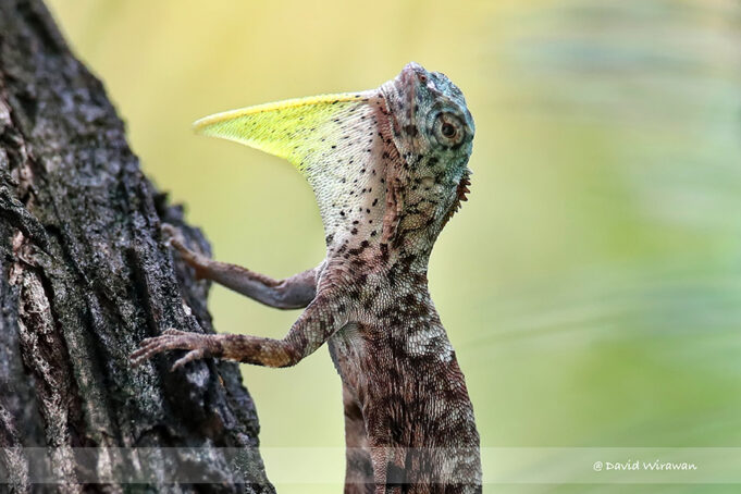 Flying Dragon - Draco - Singapore Geographic