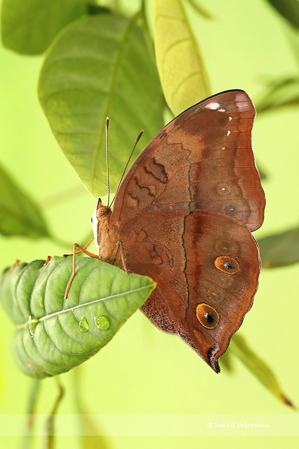 Autumn Leaf - Singapore Geographic