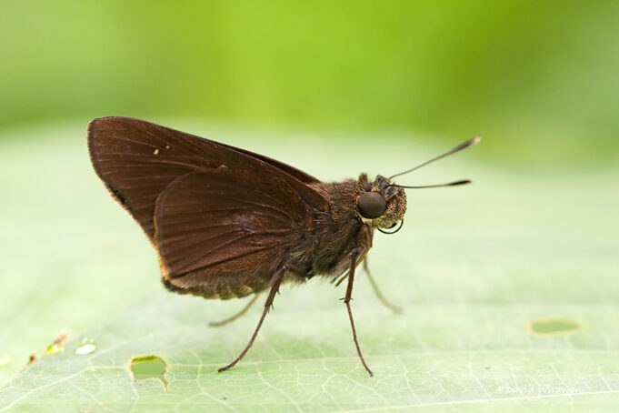 Paintbrush Swift - Singapore Geographic