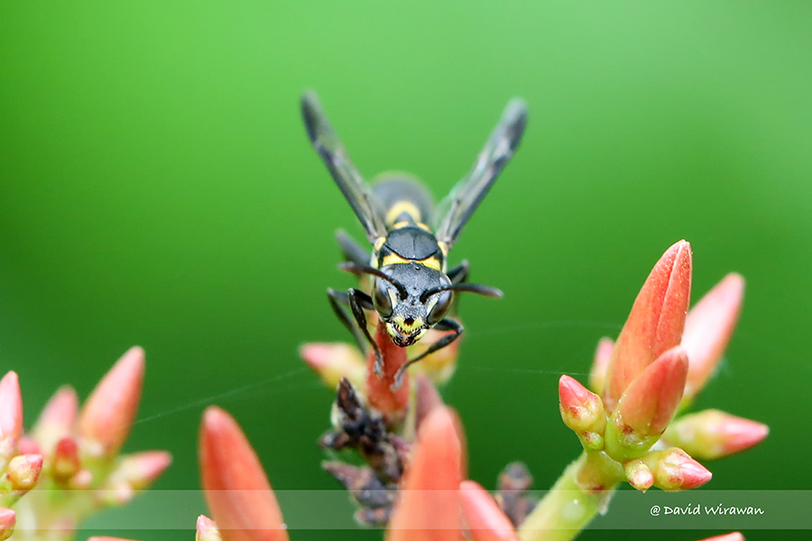 Common Paper Wasp - Ropalidia timida - Singapore Geographic