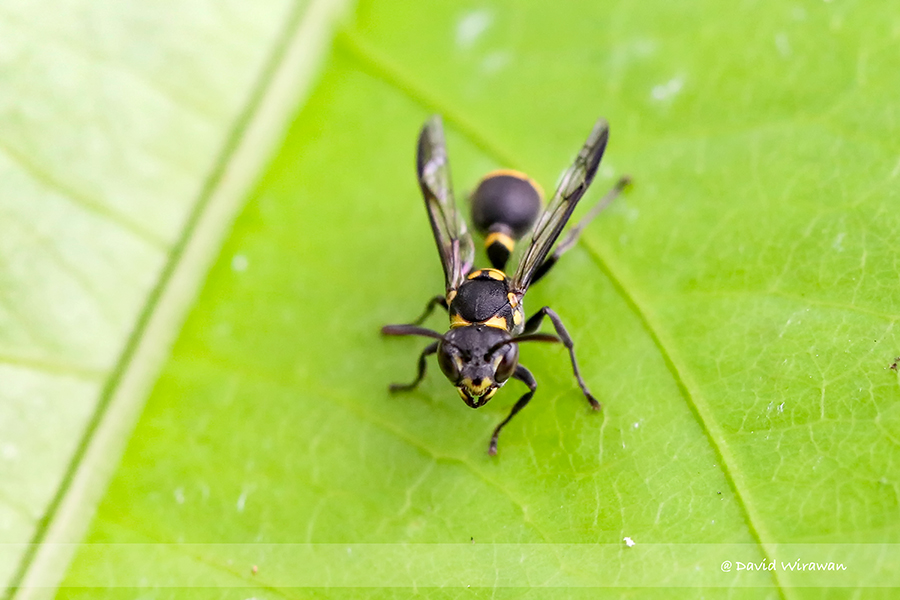 Common Paper Wasp - Ropalidia timida - Singapore Geographic
