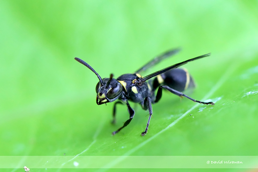 Common Paper Wasp - Ropalidia timida - Singapore Geographic