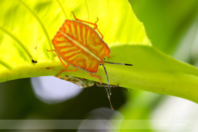 Giant Shield Bug - Pycanum sp - Singapore Geographic