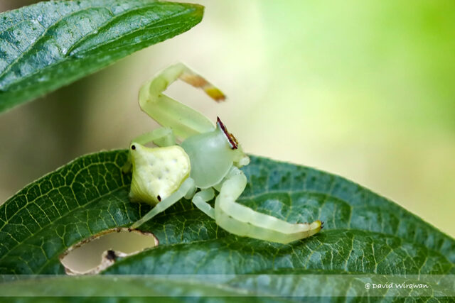 White Crab Spider - Singapore Geographic
