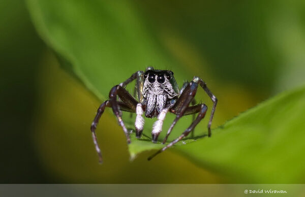 Singapore Geographic - Singapore Biodiversity, List of Wild Animals ...