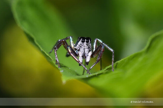 Shiny Jumping Spider - Singapore Geographic