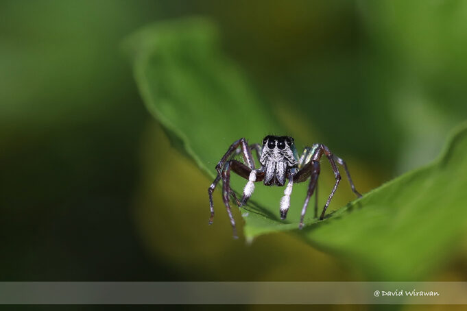 Shiny Jumping Spider - Singapore Geographic