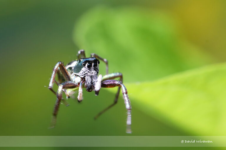 Shiny Jumping Spider - Singapore Geographic