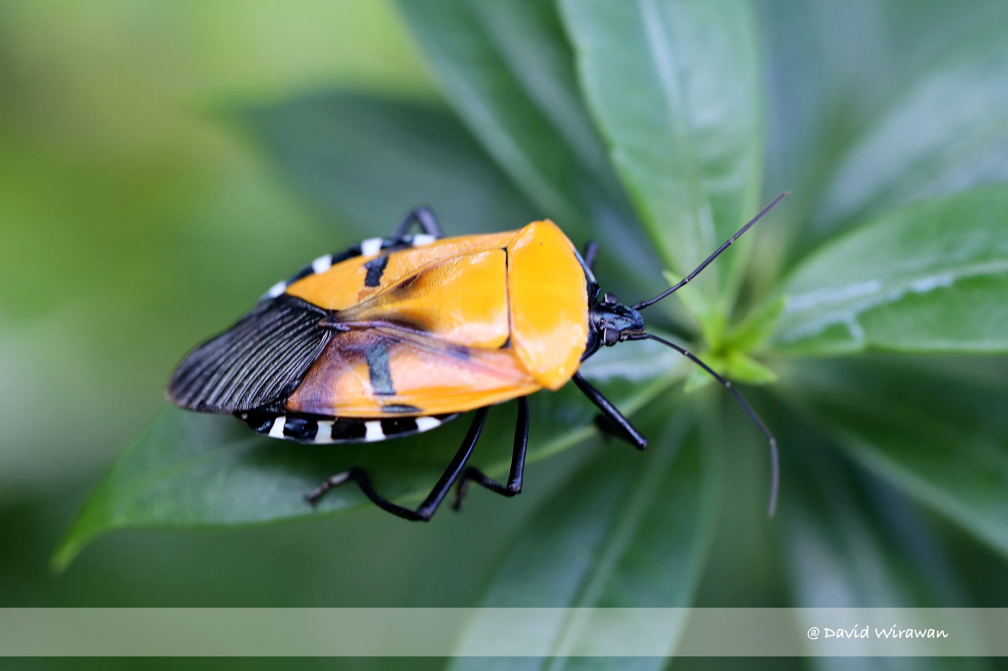 Man-faced Stink Bug - Singapore Geographic Man-faced Stink Bug - Singapore Geographic