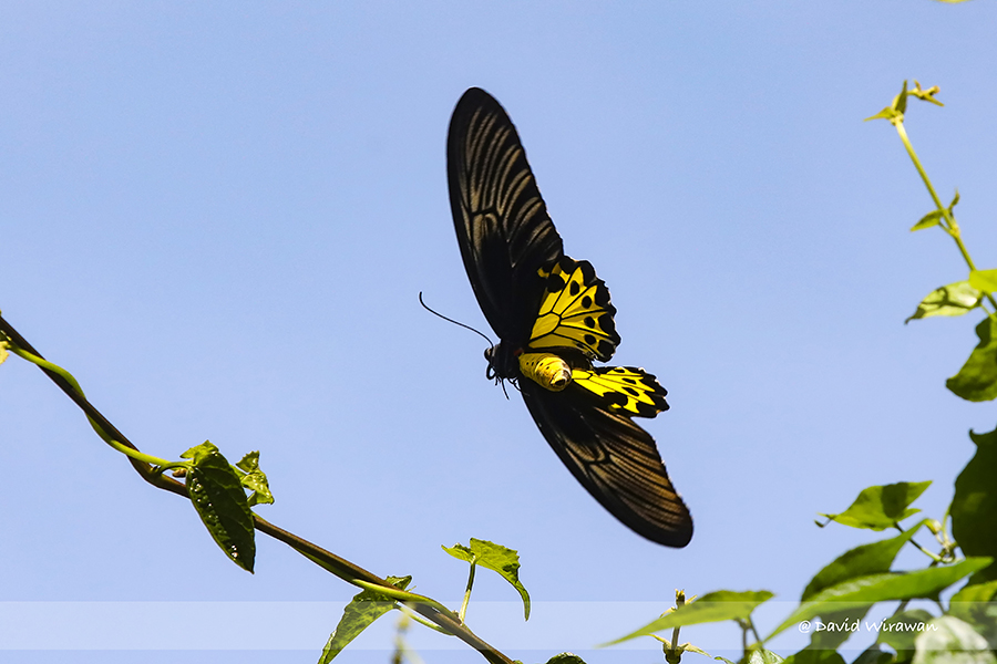 Common Birdwing Butterfly - Singapore Geographic