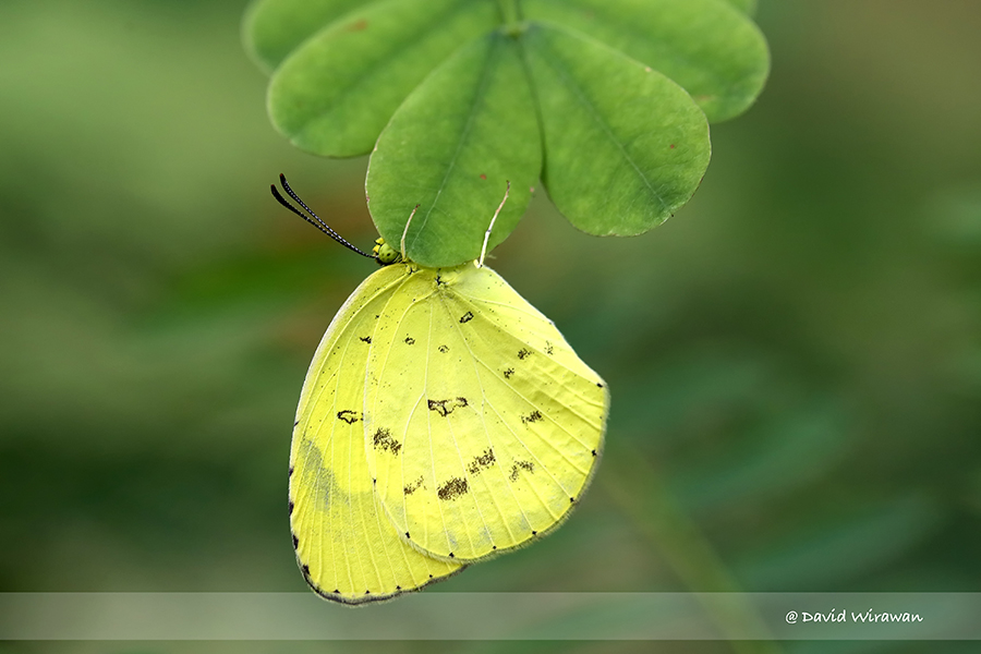 Common Grass Yellow - Singapore Geographic