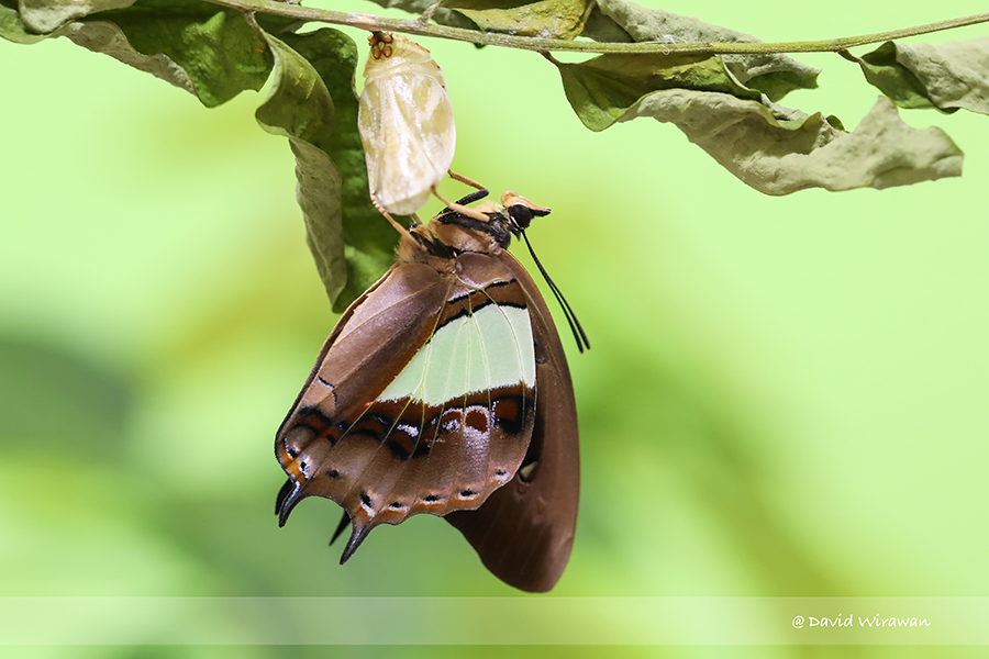 Plain Nawab Butterfly - Singapore Geographic