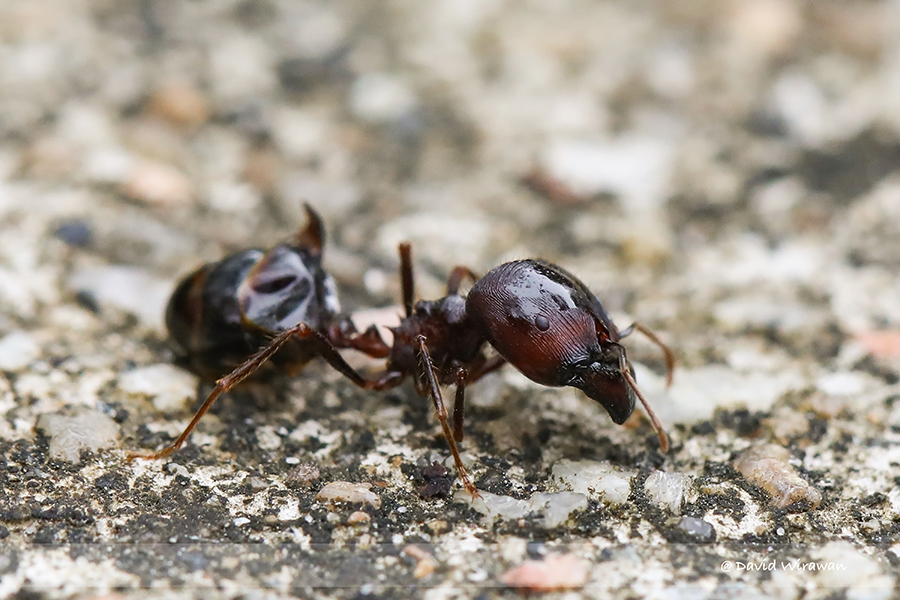 East Indian harvesting ant - Carebara diversa - Singapore Geographic