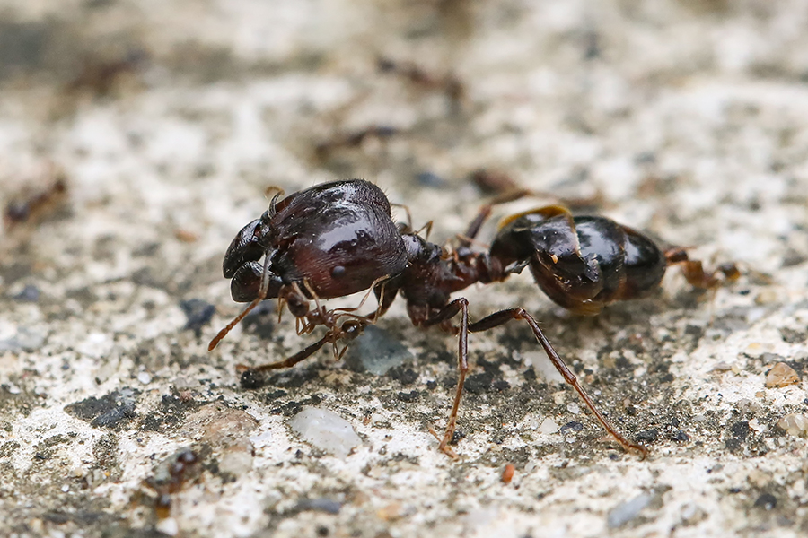 East Indian harvesting ant - Carebara diversa - Singapore Geographic