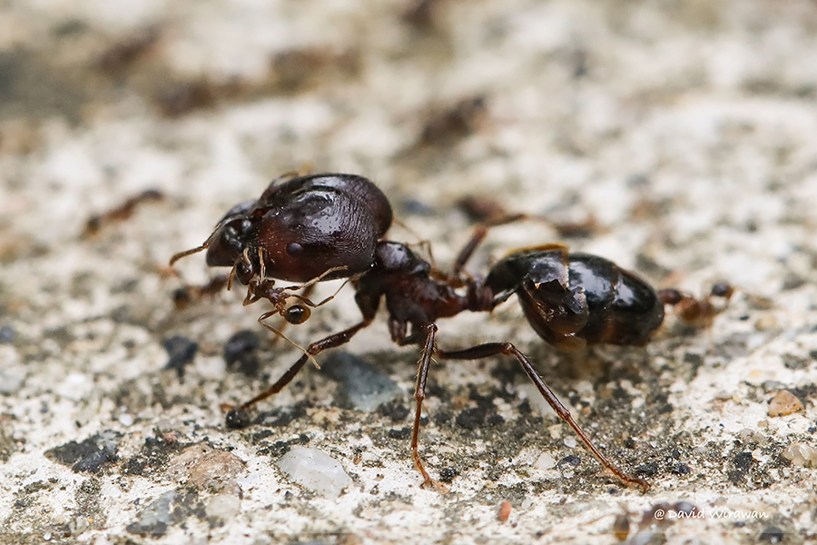 East Indian harvesting ant - Carebara diversa - Singapore Geographic