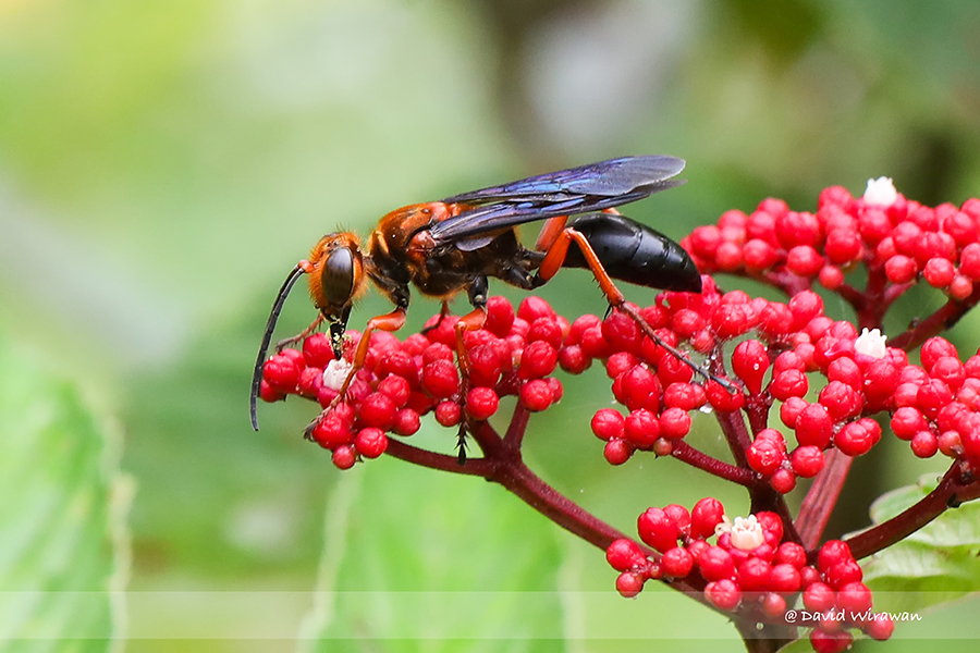 Silky Digger Wasp - Singapore Geographic