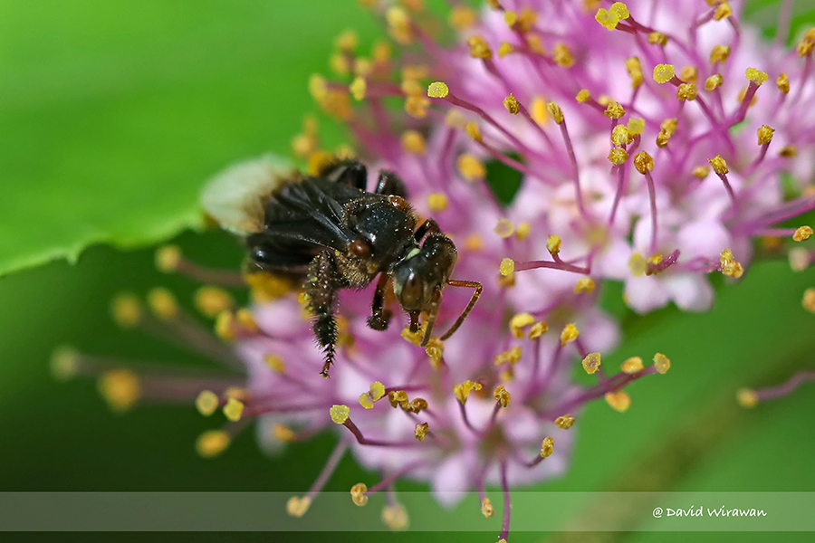 Stingless Bee - Tetragonula sp - Singapore Geographic