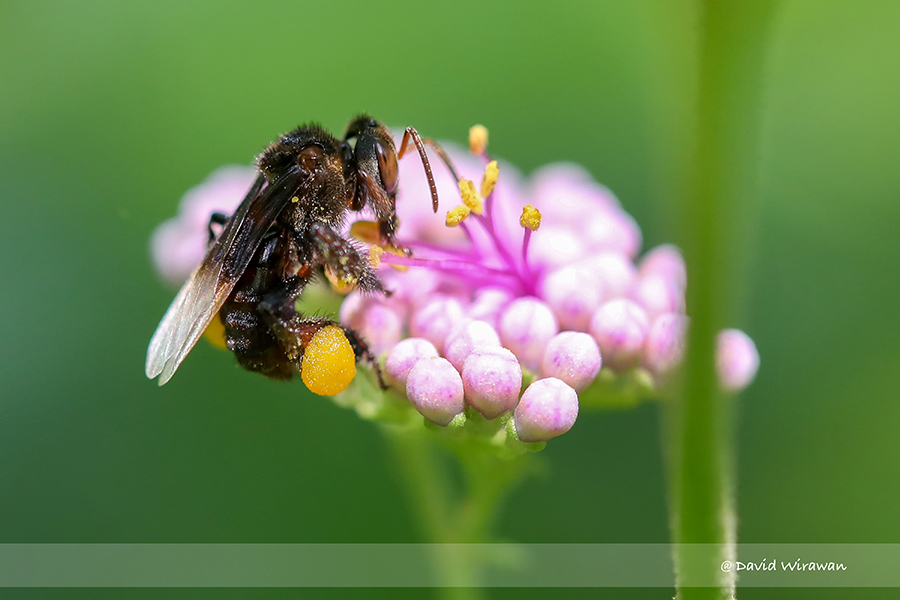 Stingless Bee - Tetragonula sp - Singapore Geographic