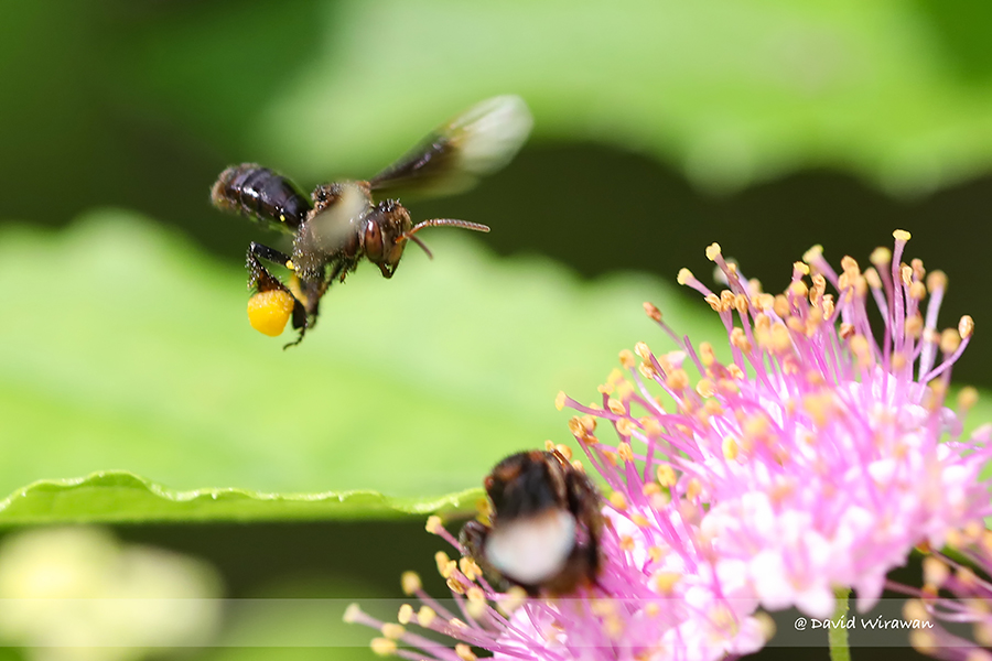 Stingless Bee - Tetragonula sp - Singapore Geographic