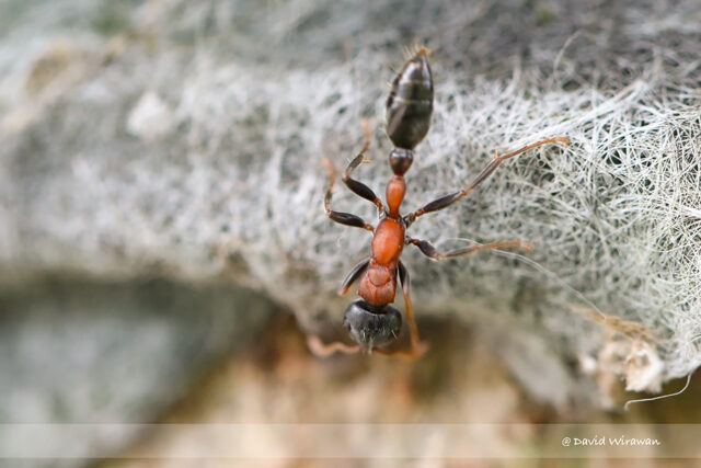 Slender Ant - Tetraponera - Singapore Geographic