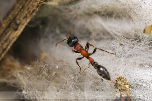 Slender Ant - Tetraponera - Singapore Geographic