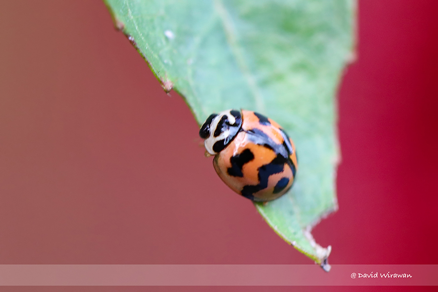 Zigzag ladybird - Singapore Geographic