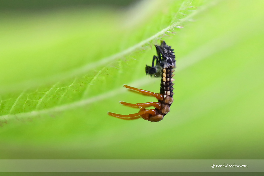 Zigzag ladybird - Singapore Geographic
