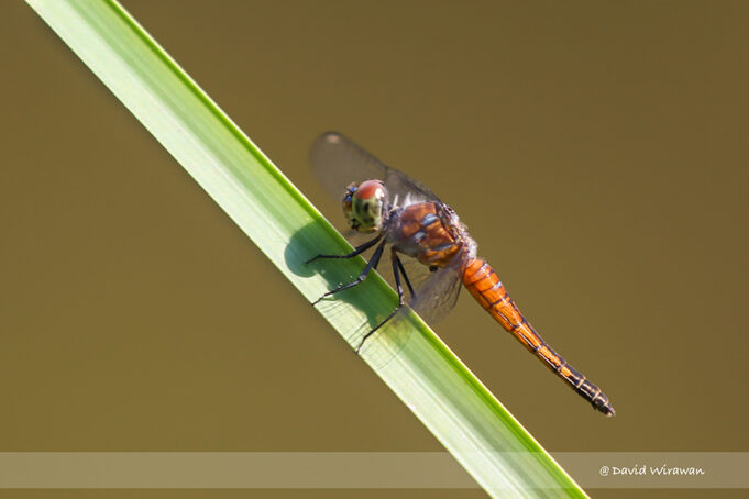 Blue Dasher - Singapore Geographic