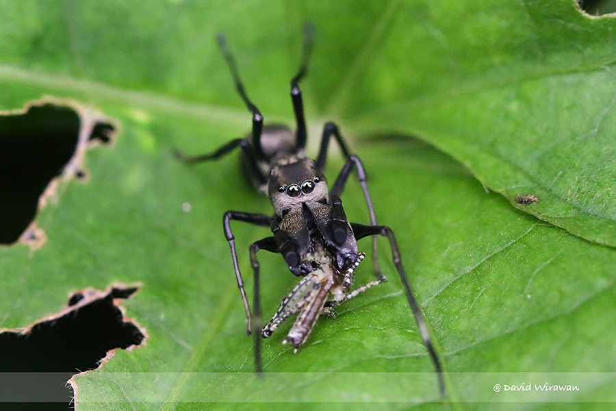 Ant-mimicking Jumping Spider - Singapore Geographic