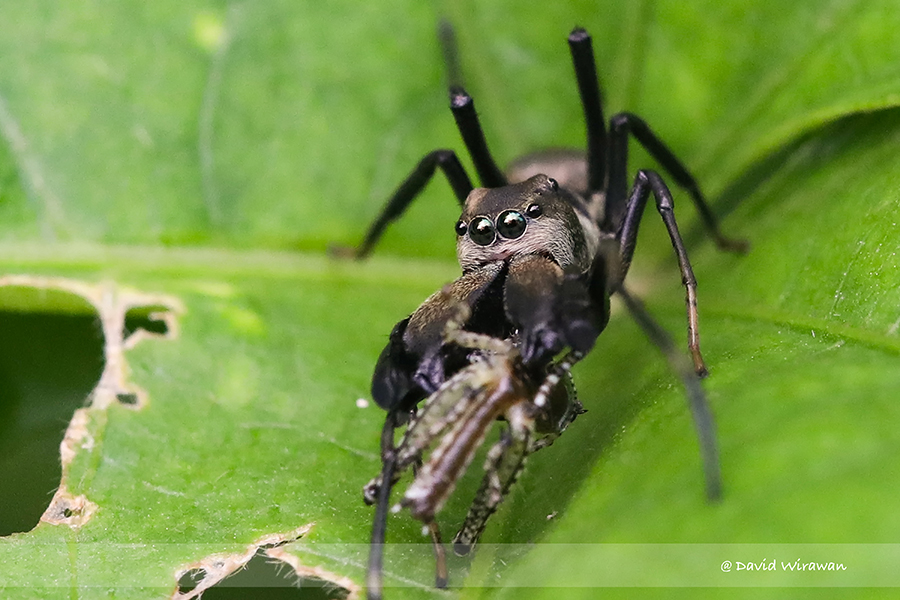 Ant-mimicking Jumping Spider - Singapore Geographic