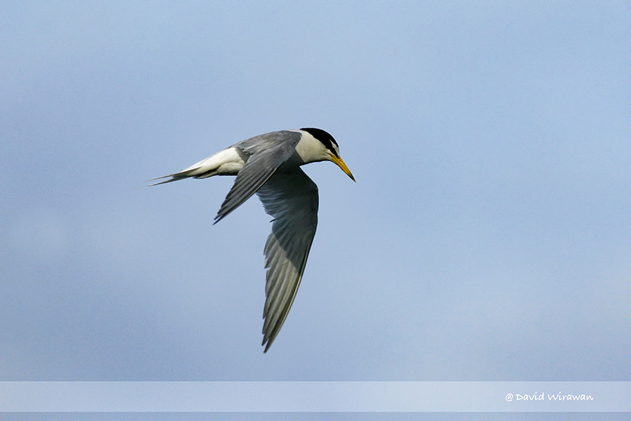 Little Tern - Singapore Geographic