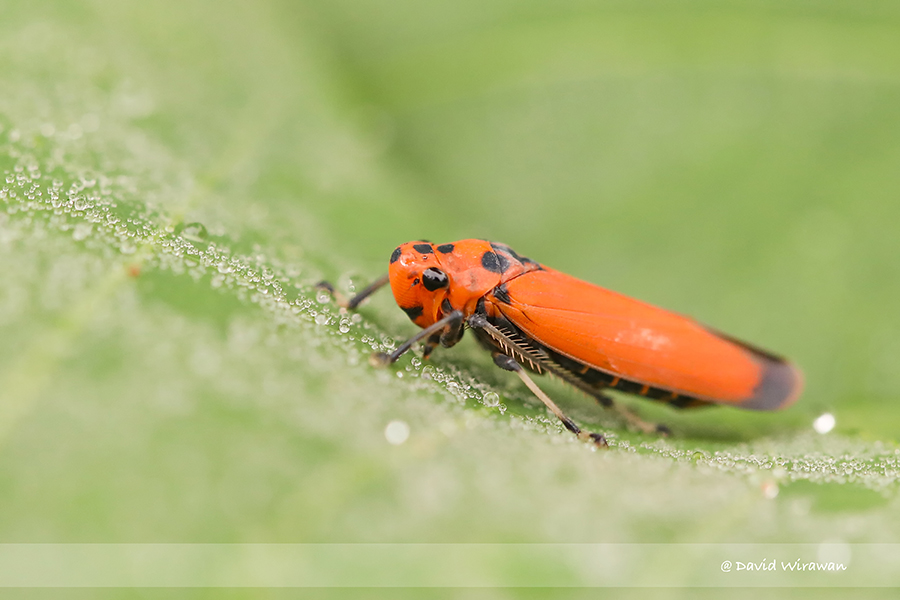 Orange sharpshooter - Singapore Geographic