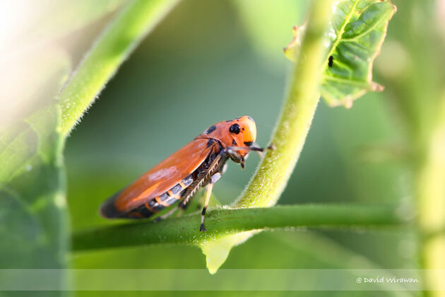 Orange sharpshooter - Singapore Geographic
