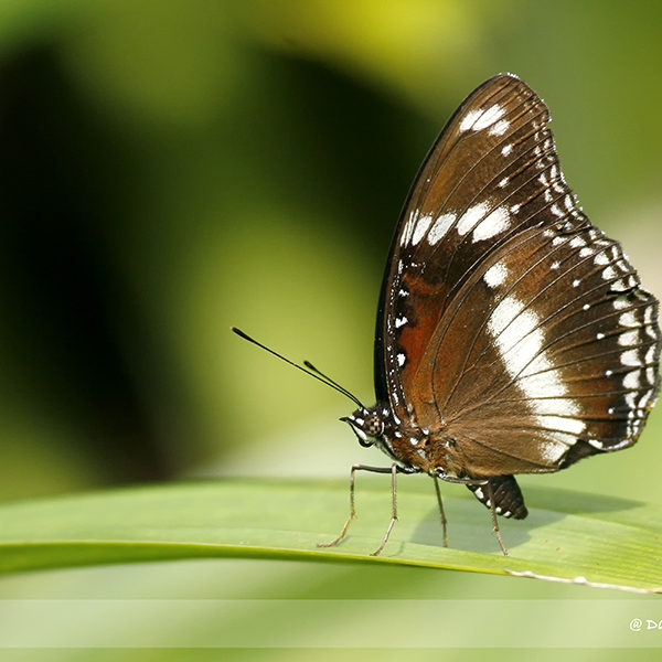 Butterfly Checklist - Singapore Geographic