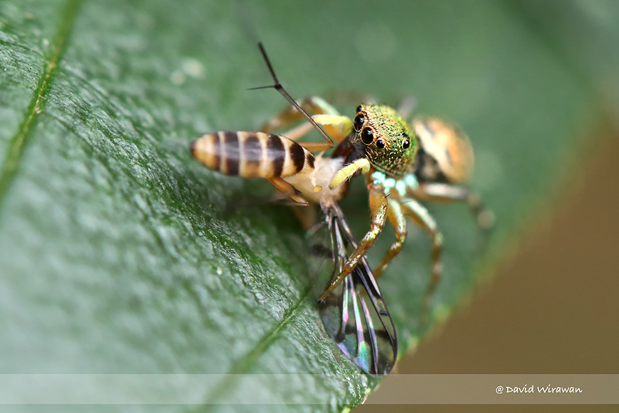 Cosmophasis sp - Singapore Geographic