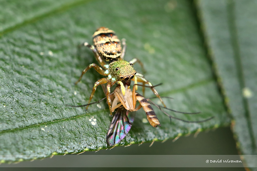 Cosmophasis sp - Singapore Geographic