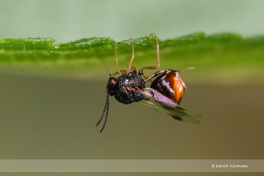 Eucharitidae Wasp - Singapore Geographic