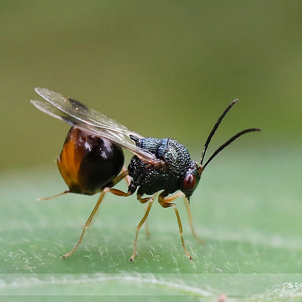 Bee - Wasp - Hornet Checklist - Singapore Geographic
